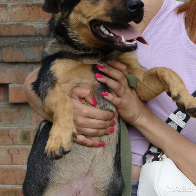 Маленькой собачке нужен дом