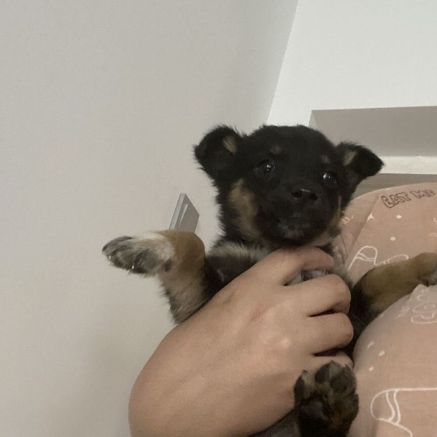 Щенки от маленькой собачки