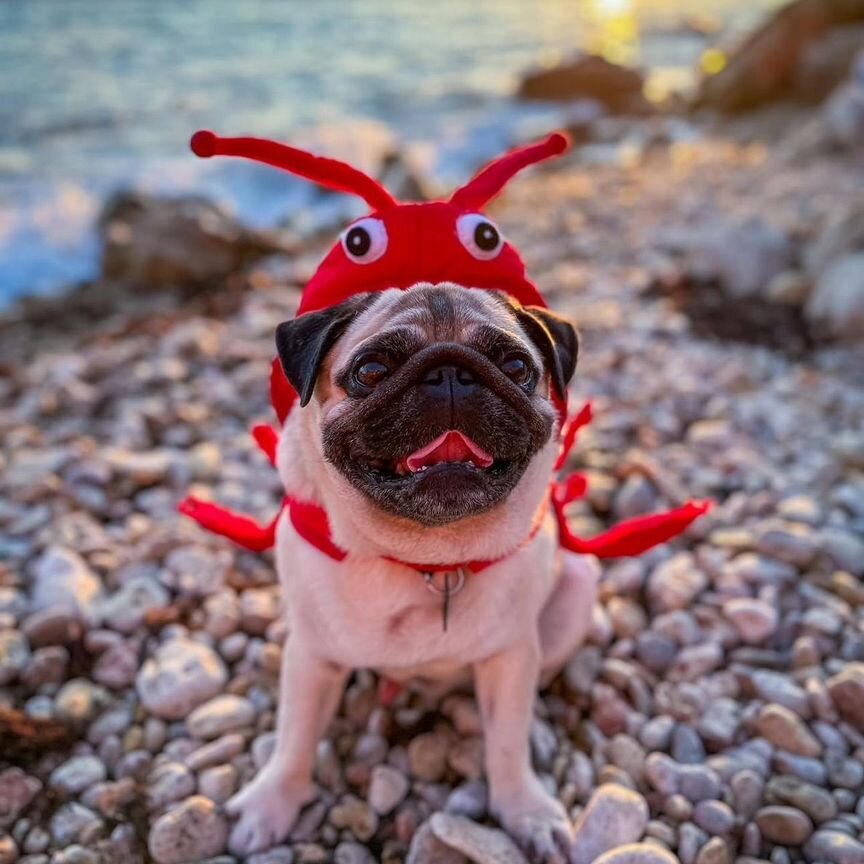 Костюм для собаки Краб