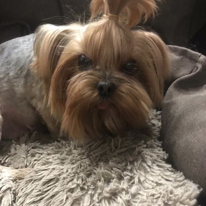 Йоркширский терьер