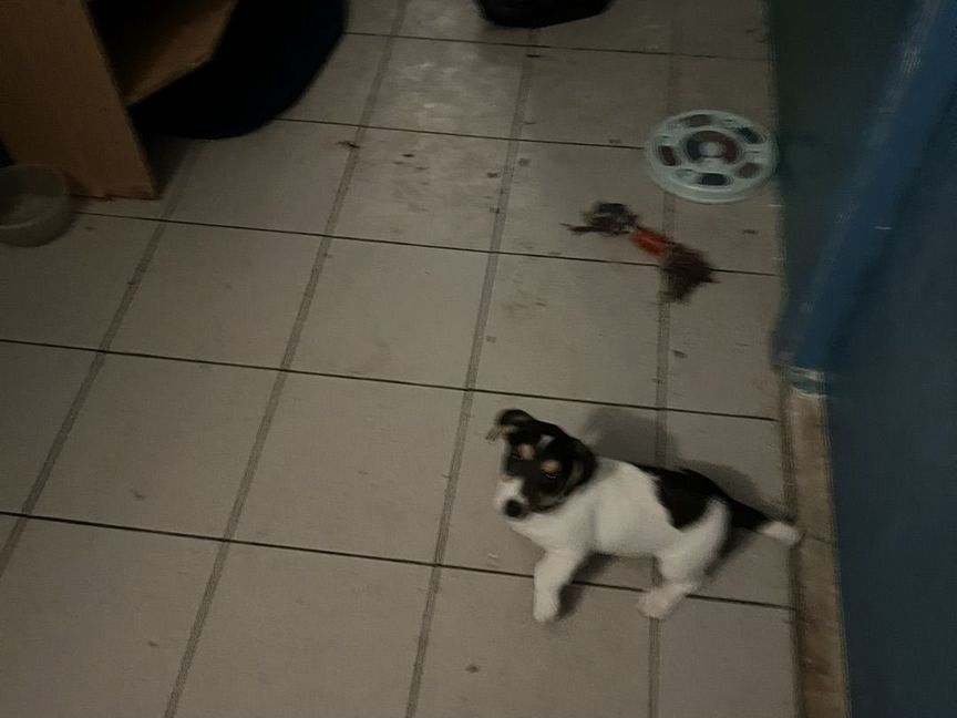 Щенок Джек рассел терьер