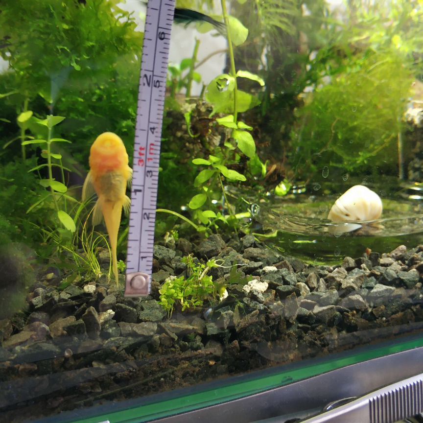 Анцитрус золотой прилипала 2 шт