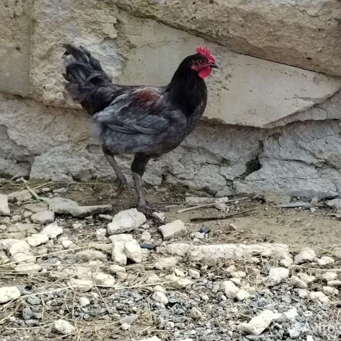 Молодые петушки