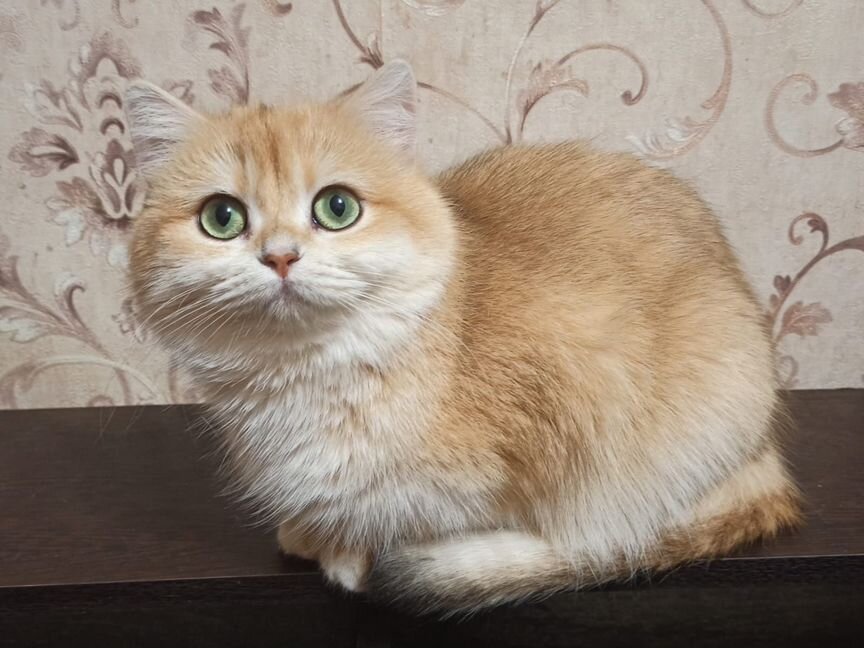 Шикарная британка