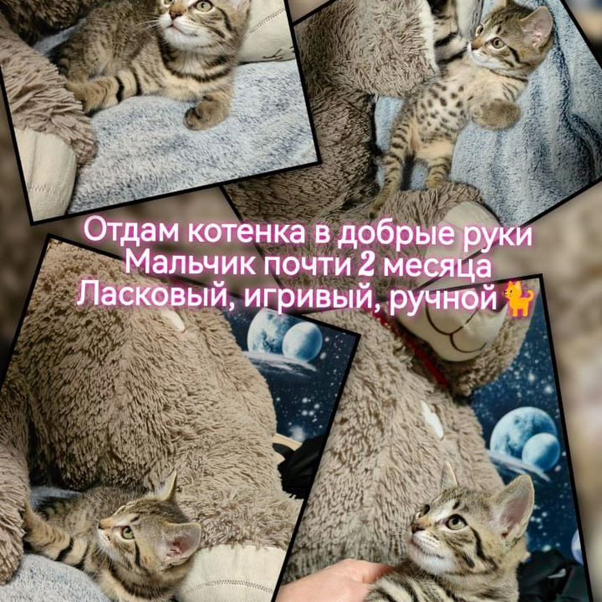 Котк