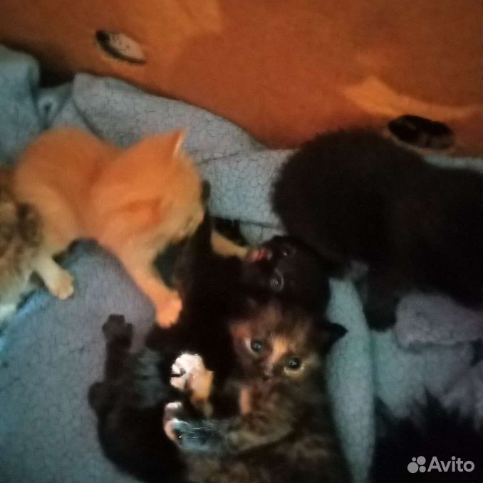 Помесь британский с сибирской котята