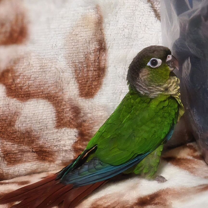 Попугай Пиррура