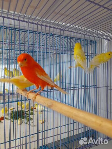 Канарейки