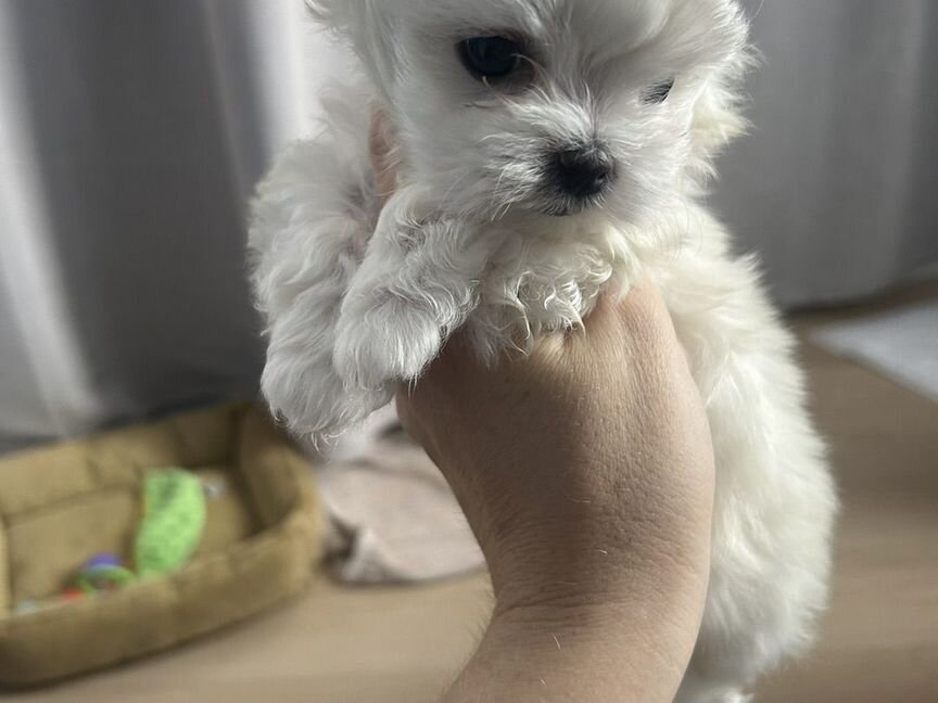 Мальтезик мини малыш