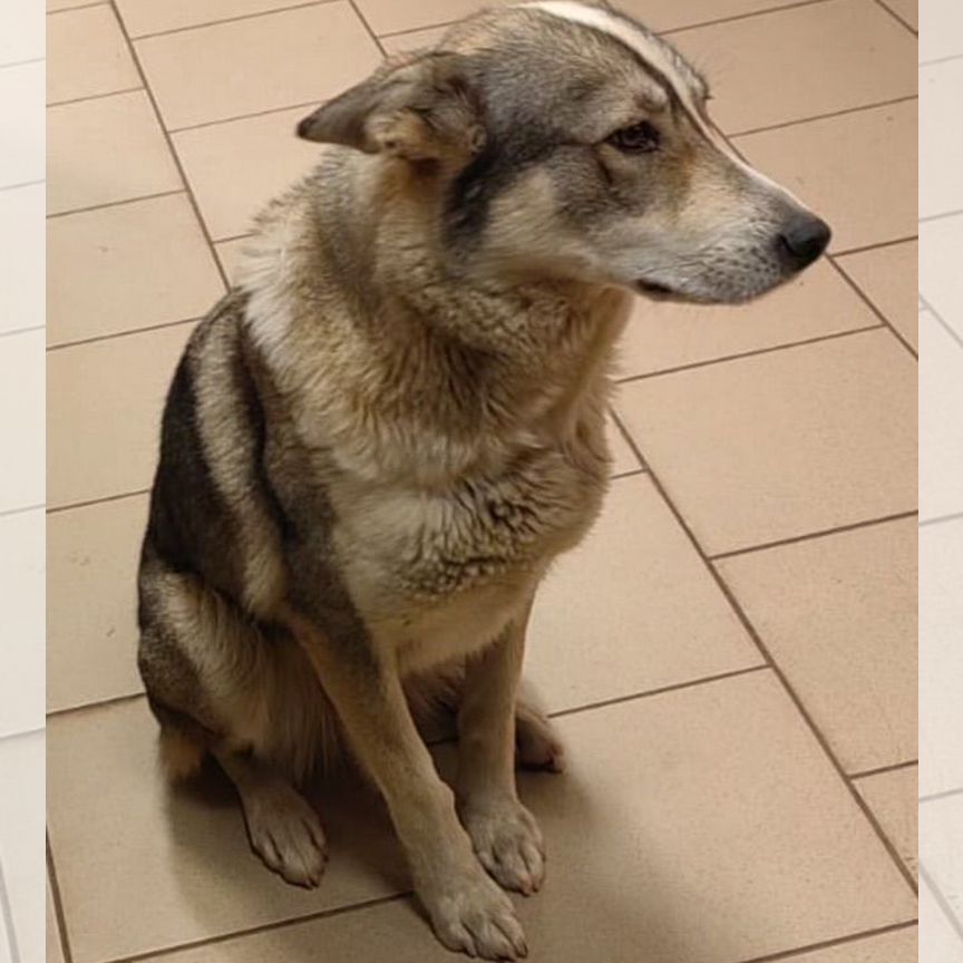 Лайка, взрослая собака