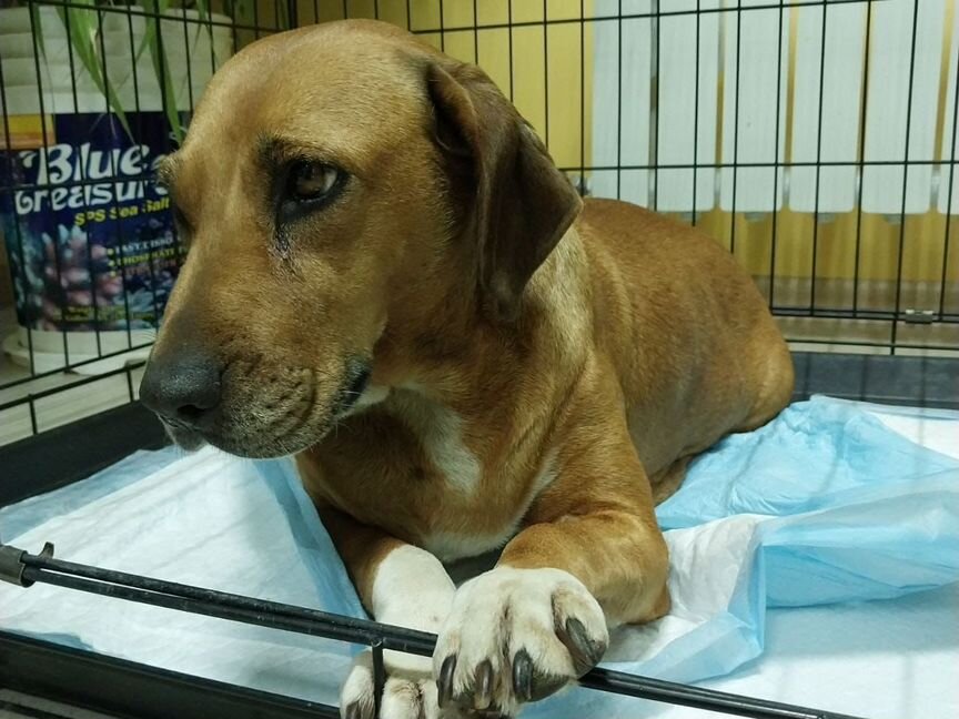 Собака скоро окажется на улице