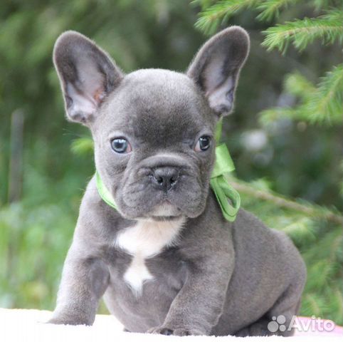 Голубые французики