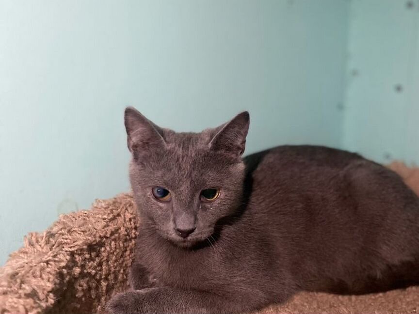 Отдам в добрые руки