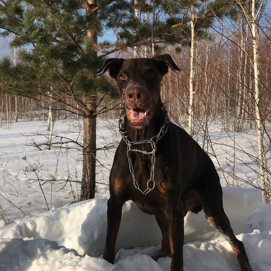 Щенки добермана