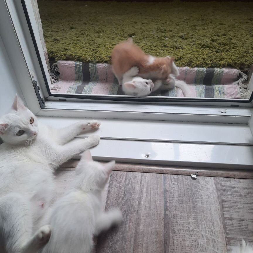 Продам котенка Као мани