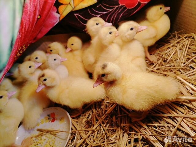 Недельные индоутки индоутята мускусные утки утята