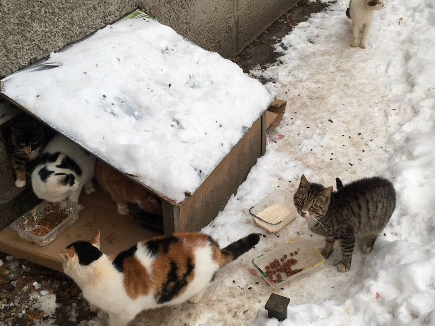 Кошки