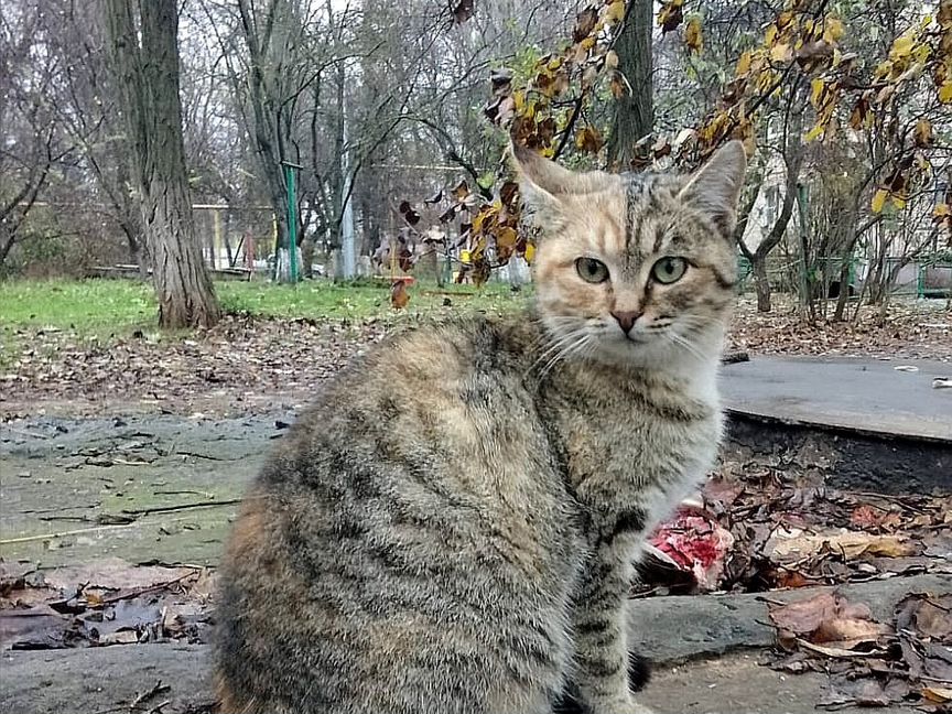 Милашка ищет дом