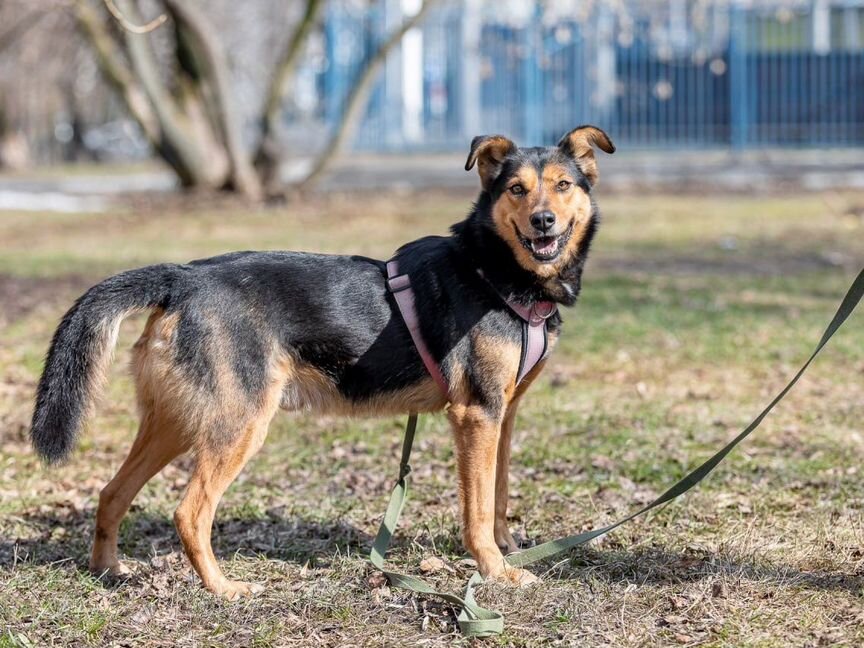 Собака в добрые оуки бесплатно отдам Лексус