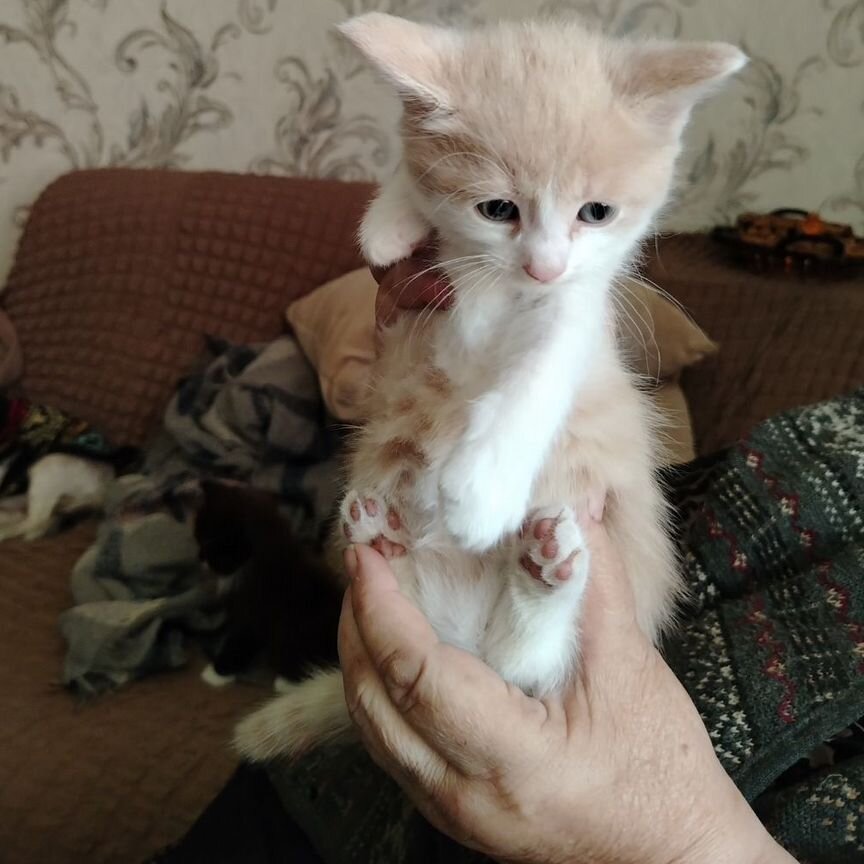Котёнок в добрые руки