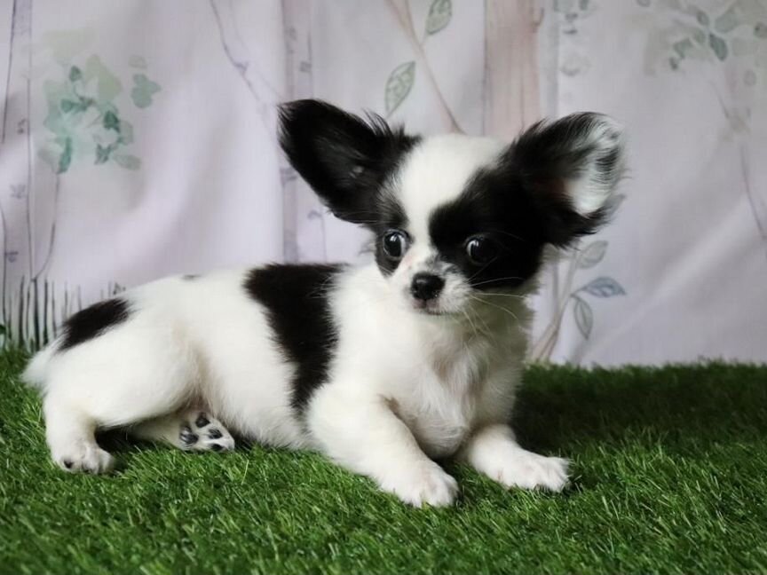 Чихуахуа длинношерстные от Чемпиона