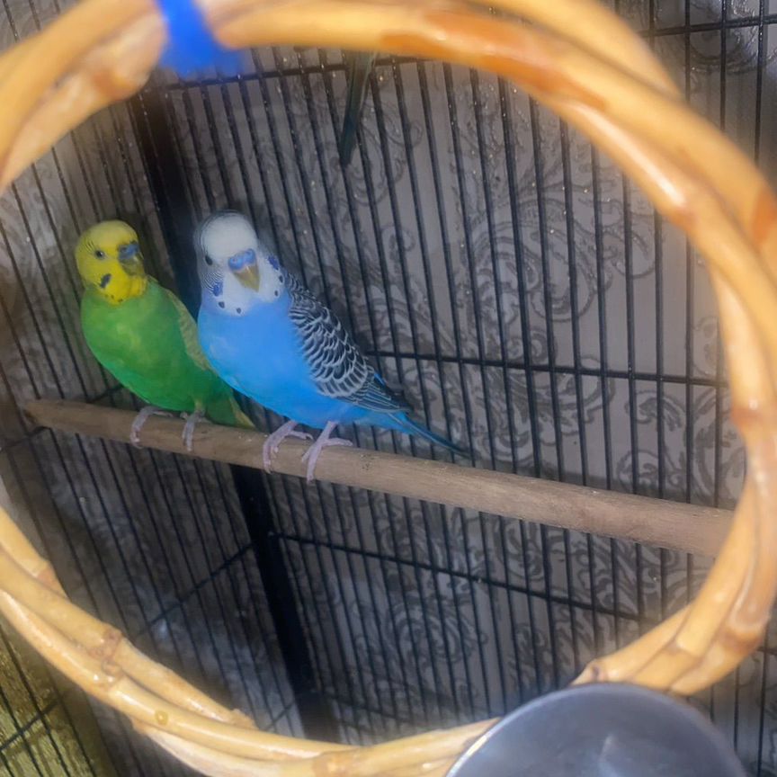 Птенцы волнистый попугай