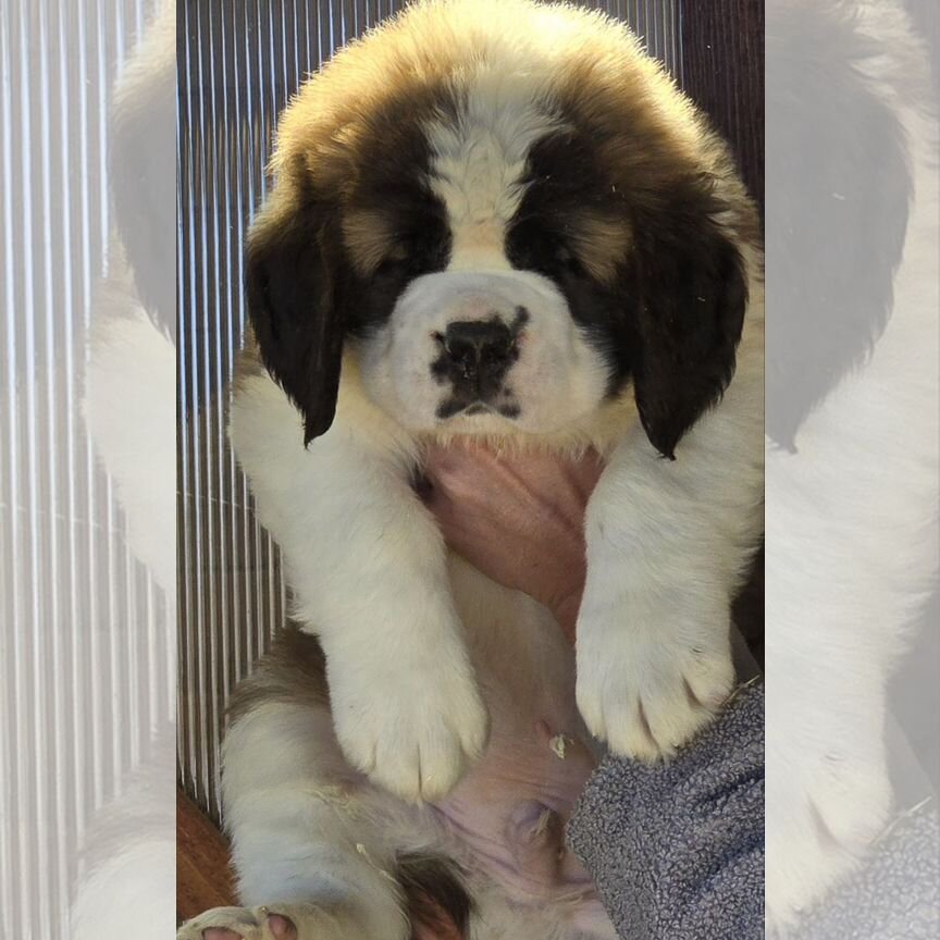 Сенбернар, щенок