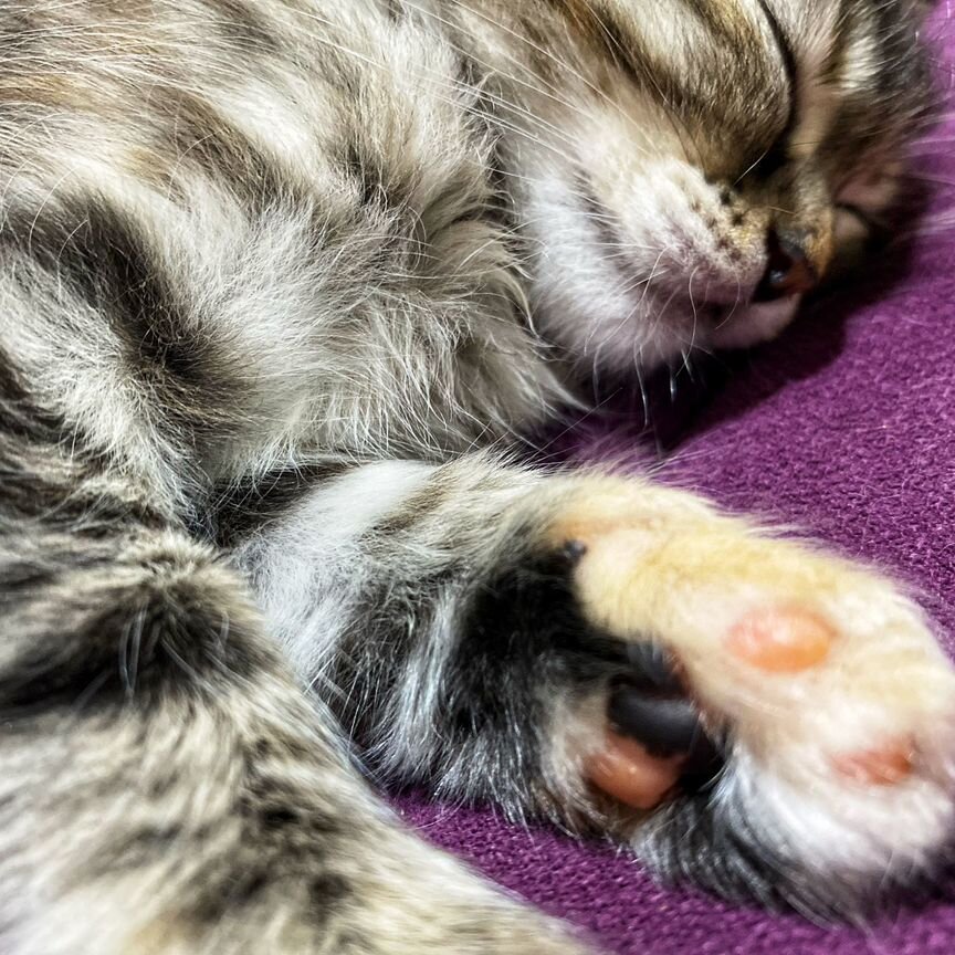 Красивый котёнок в заботливые ручки