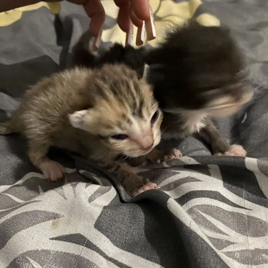 Шотландский прямоухий короткошёрстный котёнок