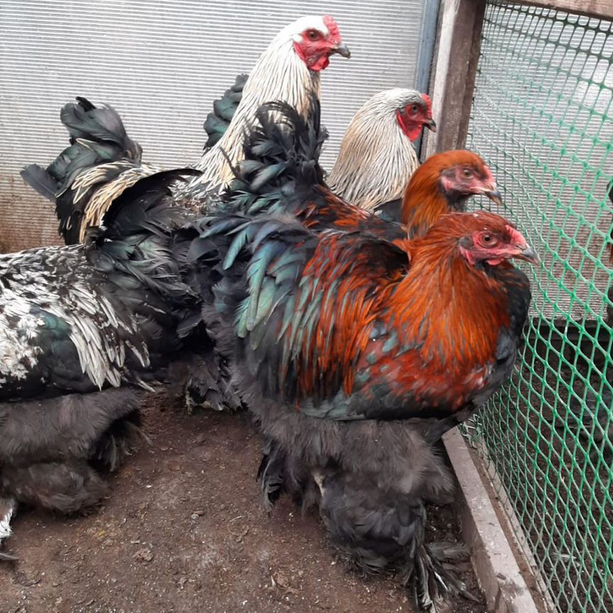 Петухи Брама