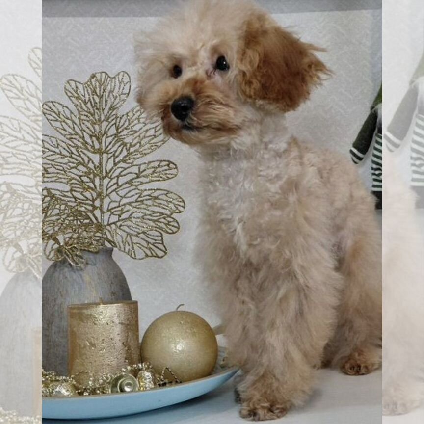 Той-пудель, щенок