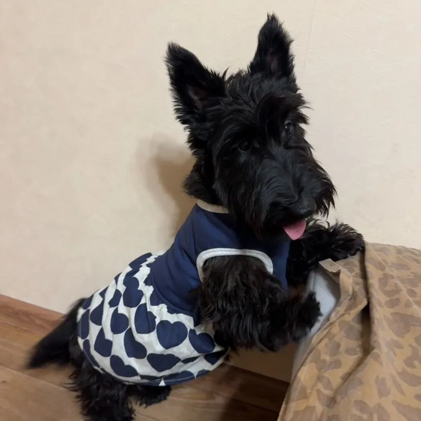 Скотч терьер щенок