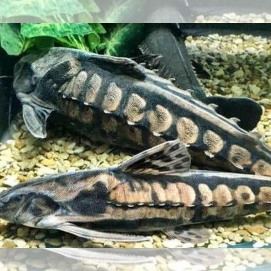 Меголодорас Ирвина