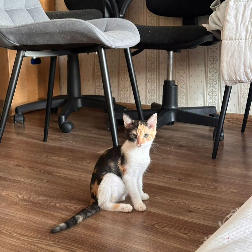 Котята