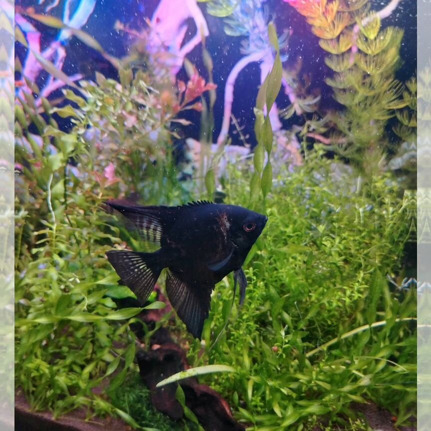 Скалярия Черный бархат