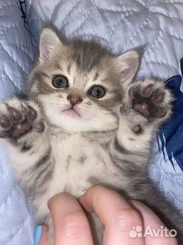 Шотландский прямоухий котёнок