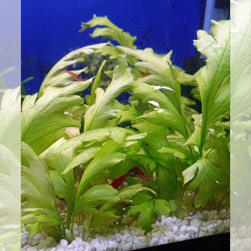 Папоротник крыловидный