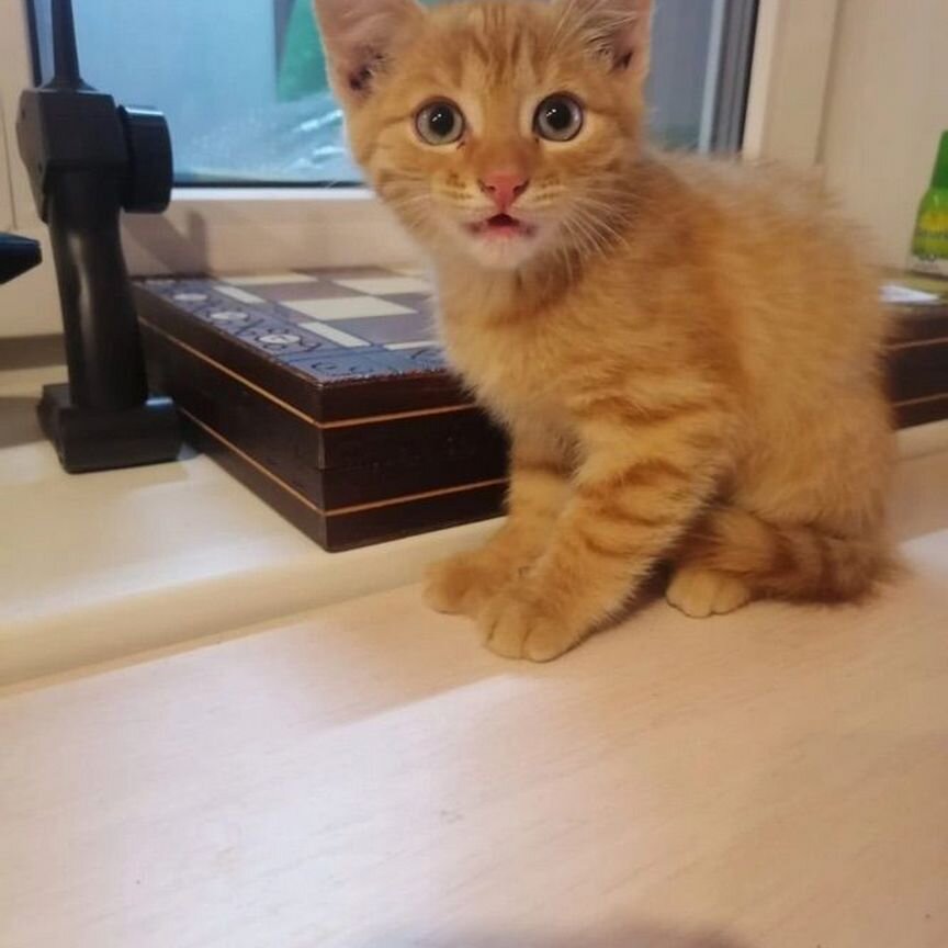 Котенок в добрые руки