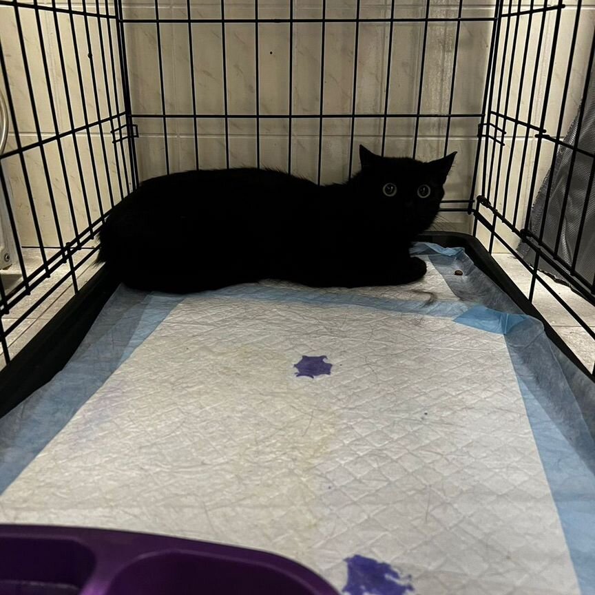 Черная кошка в добрые руки