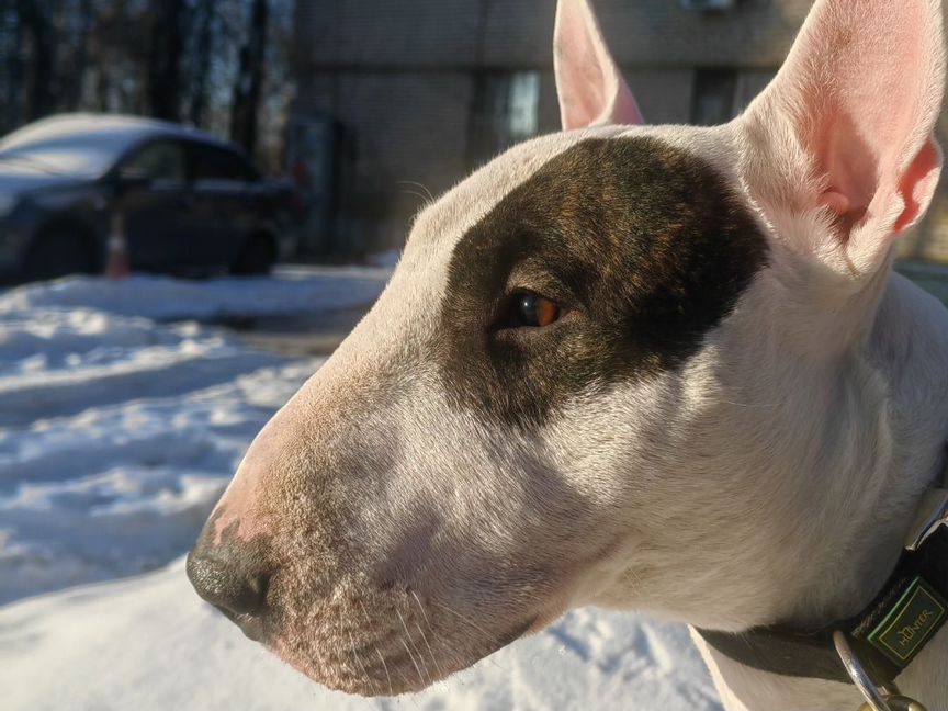 Стандартный бультерьер В добрые руки