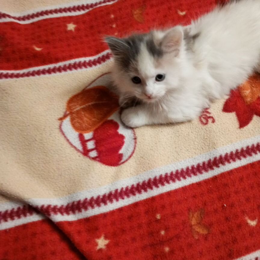 Отдам в добрые руки