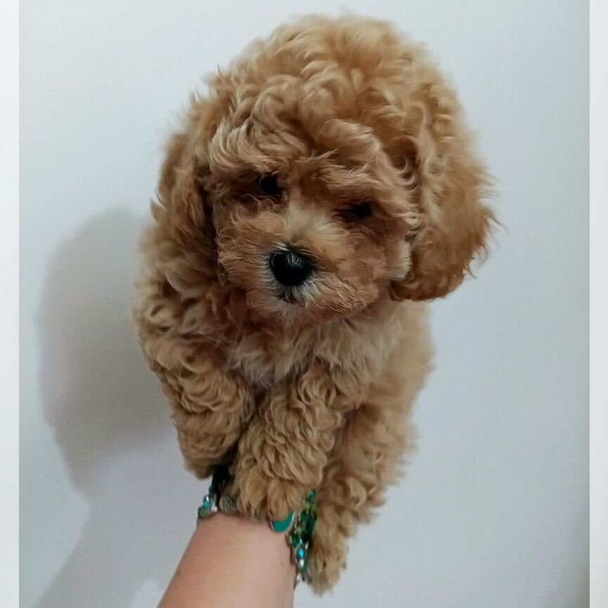 Мальтипу, щенок