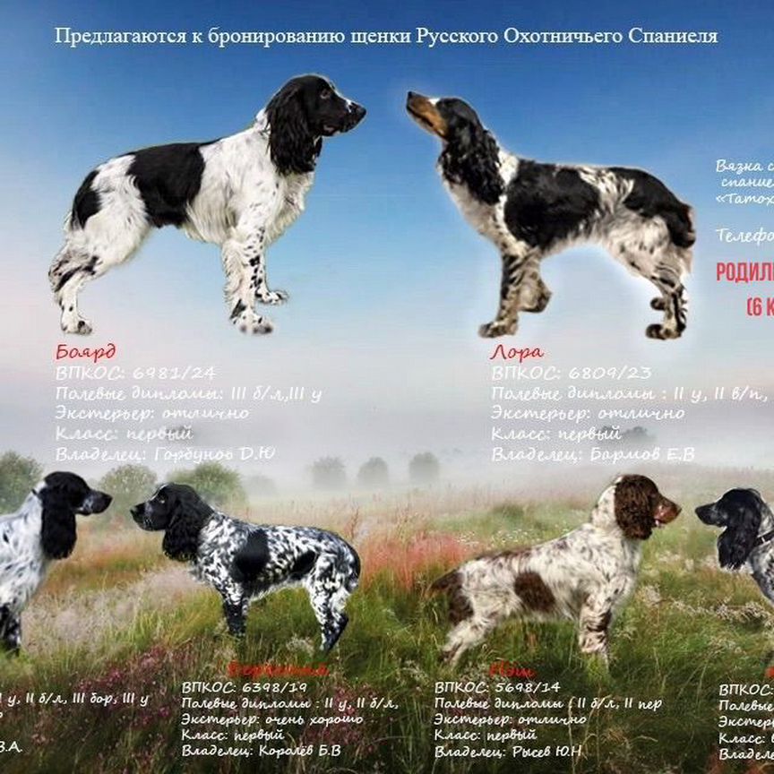 Щенки рос, русский охотничий спаниель