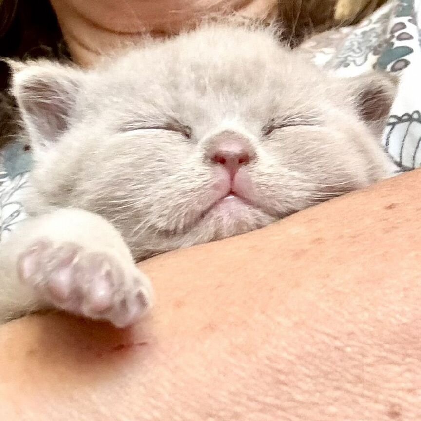 Шотландский вислоухий короткошёрстный котёнок