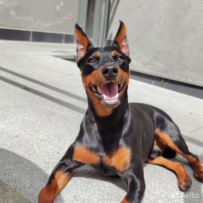 Вязка цвергпинчер