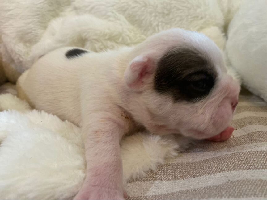 Мальчик Пират