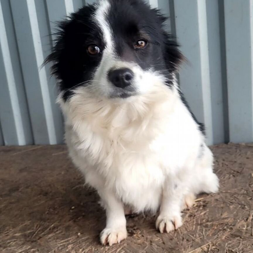 Взрослый пёс в добрые руки