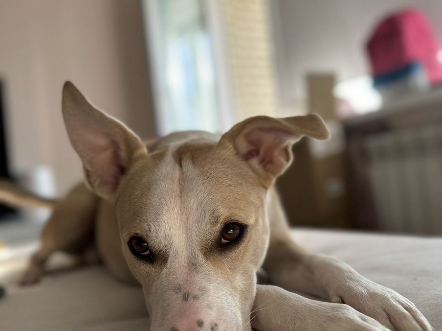 Собака в добрые руки отдам бесплатно