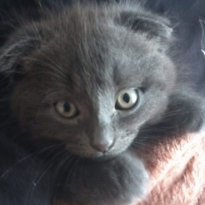 Котята