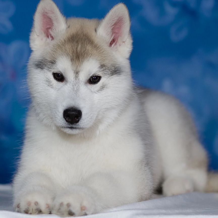 Чудесный малыш хаски